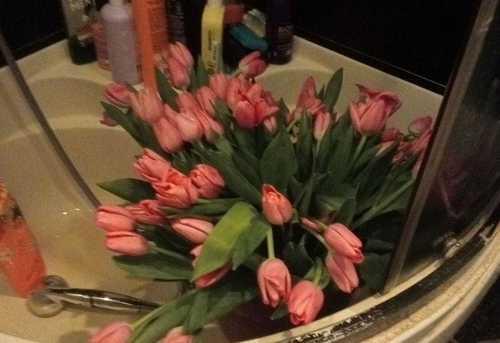 Цветы тюльпаны живые продадим