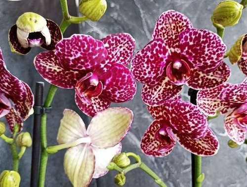 Орхидея фаленопсис дикий кот, биг лип, попугай