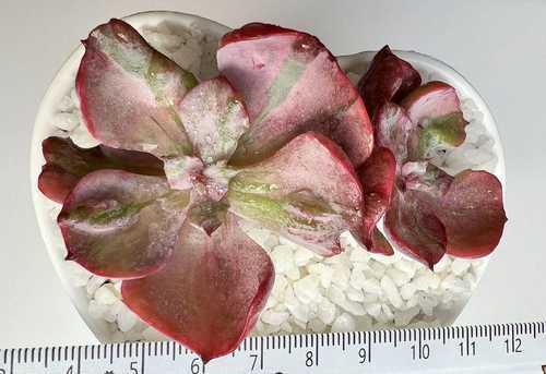 Echeveria Beyonse, 2 детки