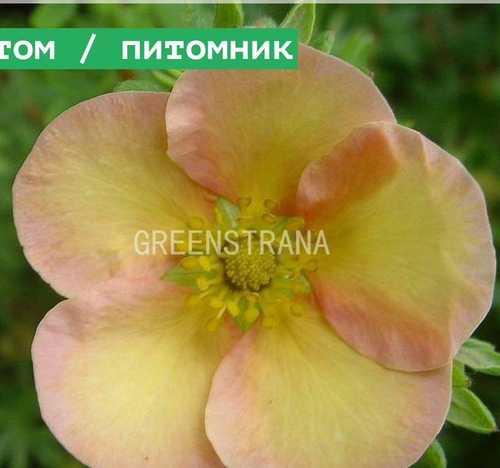 Саженцы Лапчатка кустарниковая Дейдаун Daydawn