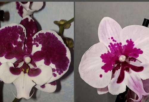 Орхидея фаленопсис Big Lip в ассортименте