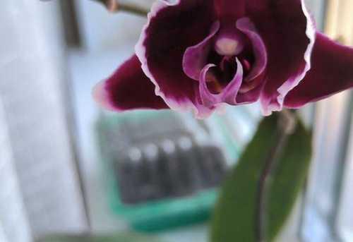 Орхидея summer breth
