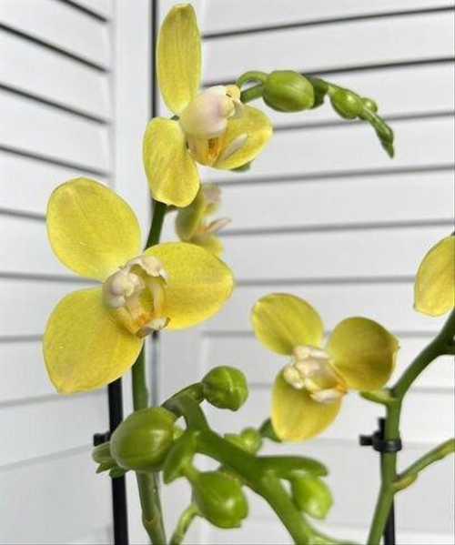 Орхидея фаленопсис ла Паз