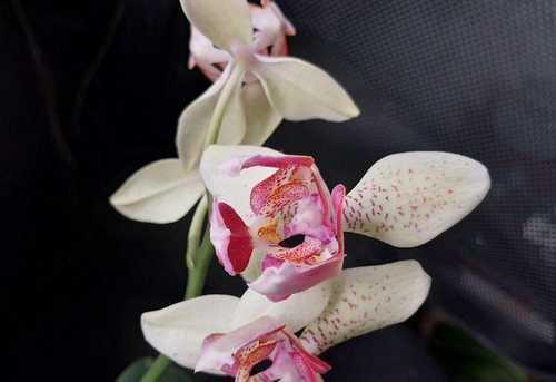 Орхидея фаленопсис Son Ya Super Maya Peloric
