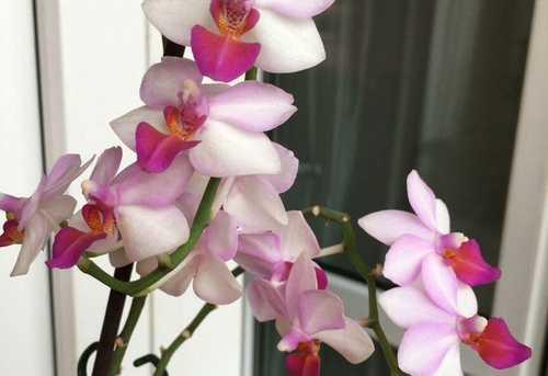 Орхидея фаленопсис Liu’s Berry
