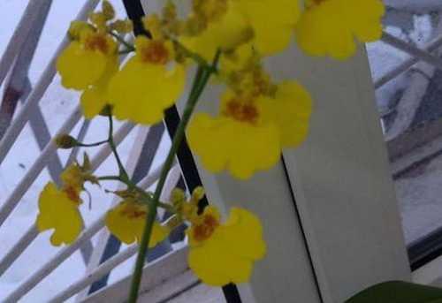 Орхидеи: Фаленопсис, Онцидиум, Кальманара