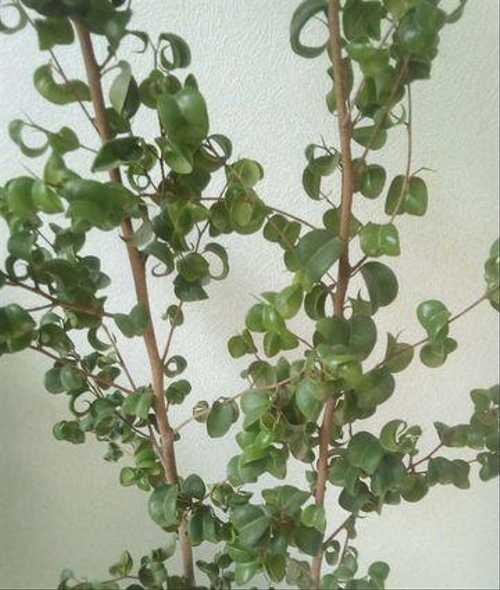 Фикус бенджамина Барок / Ficus benjamina Barok