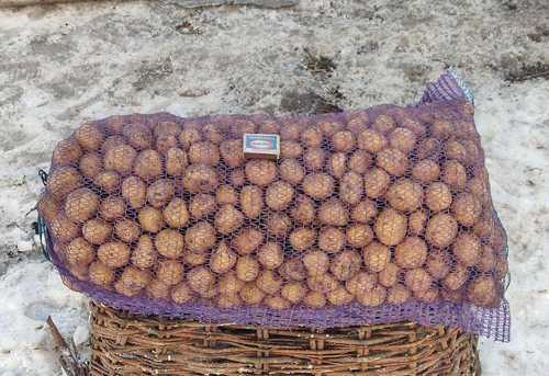 Семенной картофель коломбо,Жуковский,кураж