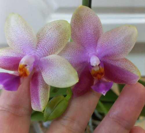 Орхидея фаленопсис Лиодоро