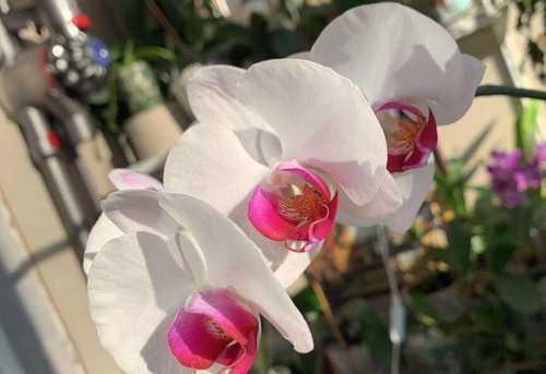 Дендробиум фаленопсис орхидея