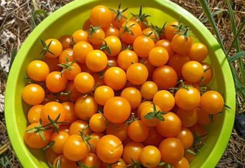 Рассада помидоров томатов