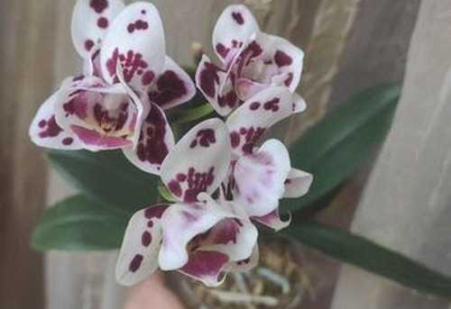 Орхидея пелорик