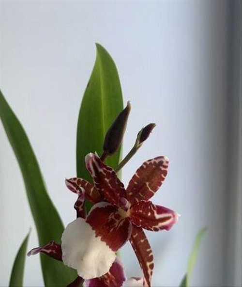 Орхидея мильтонидиум