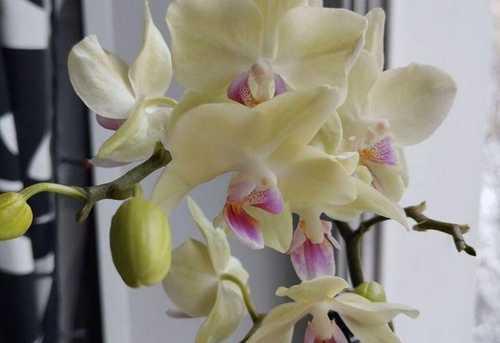 Орхидея фаленопсис Мультифлора