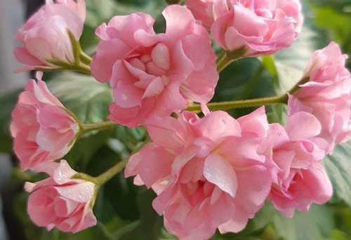 Пеларгония Australien Pink Rosebud