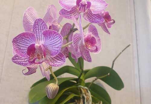 Орхидея фаленопсис с цветами