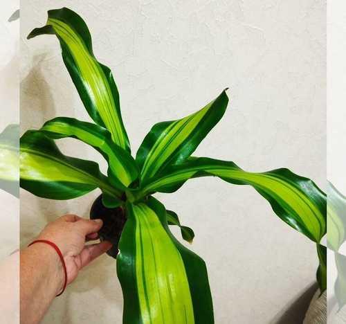 Драцена душистая(Dracaena fragrans)