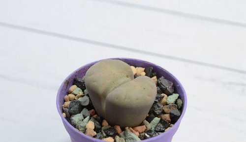 Lithops sp. (Литопс) (SCT29124)