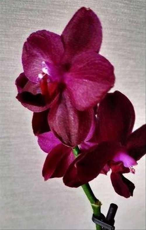Орхидея Sogo Relex