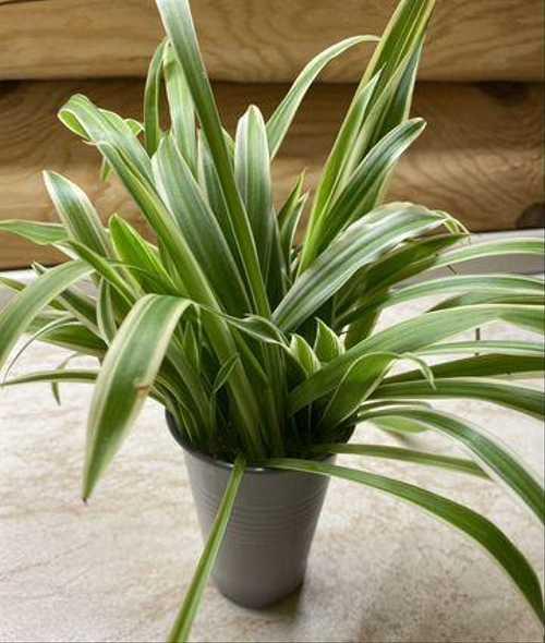 Хлорофитум (Chlorophytum)