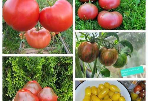 Набор из 10 коллекционных томатов для начинающих