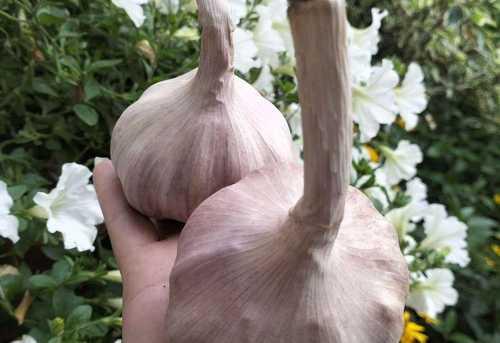 Озимый чеснок на посадку