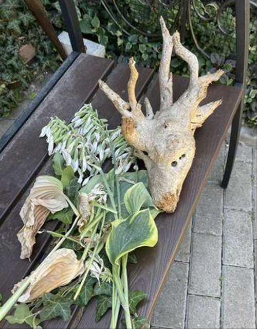 Коряга