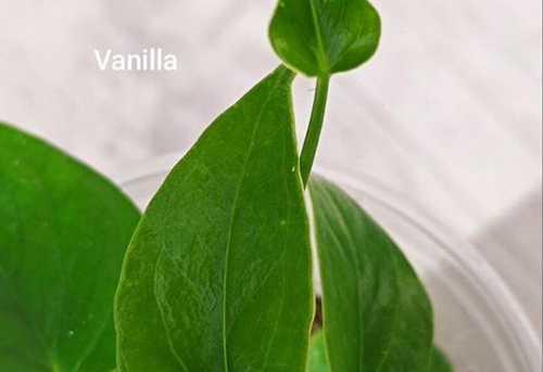 Антуриум Vanilla