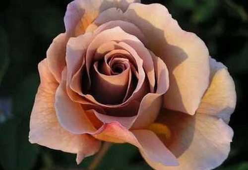 Роза джулия