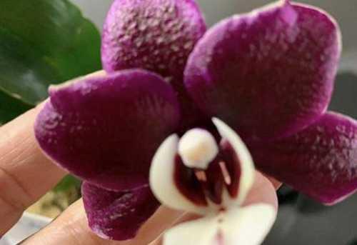 Орхидея фаленопсис " Каода", ароматная