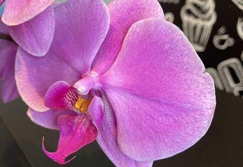 Растит цветонос гибрид на шиллериану орхидея