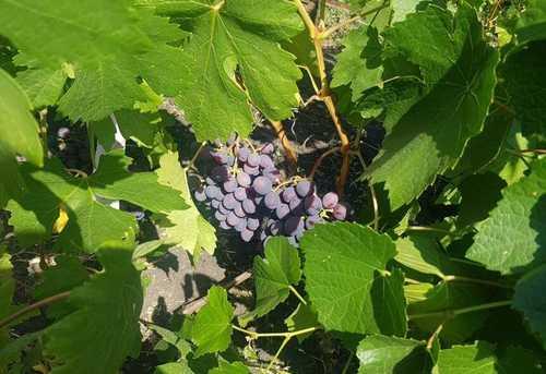 Саженцы винограда взрослые 3,2 года и сеголетки