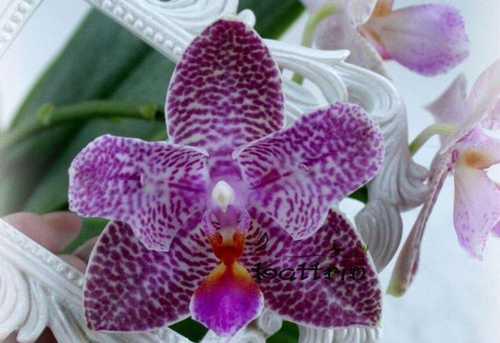 Орхидея фаленопсис бабочка Joy Fairy Tale
