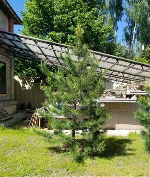 Кедр сибирский (крупномер)