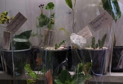 Десять растений набором 500