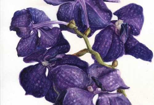 Акварель картина цветы Орхидея Ванда