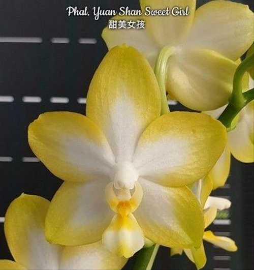 Орхидея Phal. Yuan Shan Sweet Girl