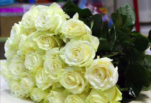 Белые Розы Эквадор