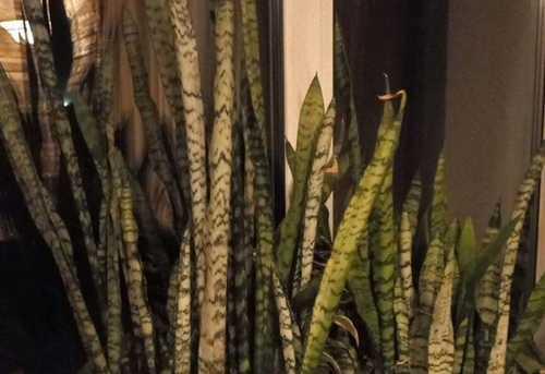 Комнатные растения: Сансевиерия (щучий хвост)