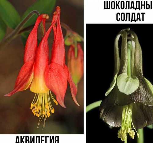 Аквилегия семена