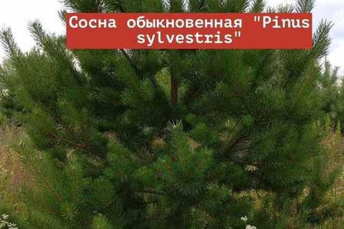 Сосна обыкновенная Pinus sylvestris Ком до 100 см