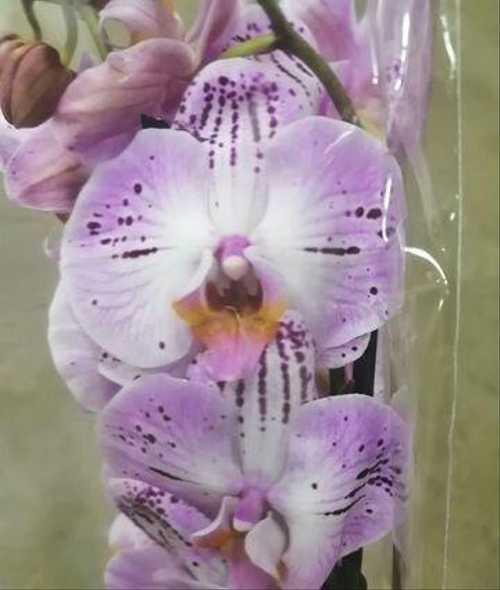 Фаленопсис гибрид 542 орхидея