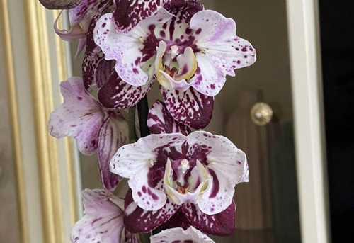 Орхидея пелор и бабочка