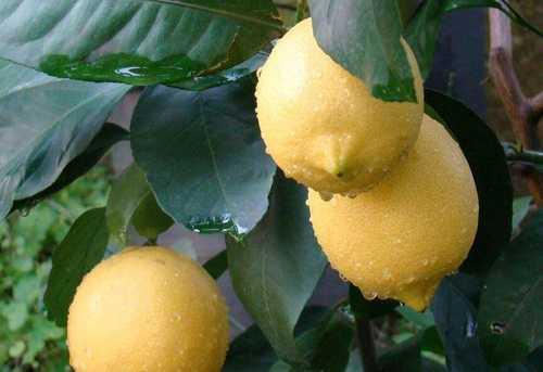Комнатные лимоны