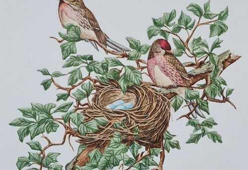 Картина акварель птицы иллюстрация анималистика