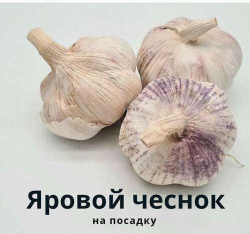 Чеснок яровой оптом