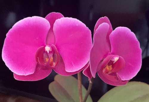 Орхидея фаленопсис Пелорик
