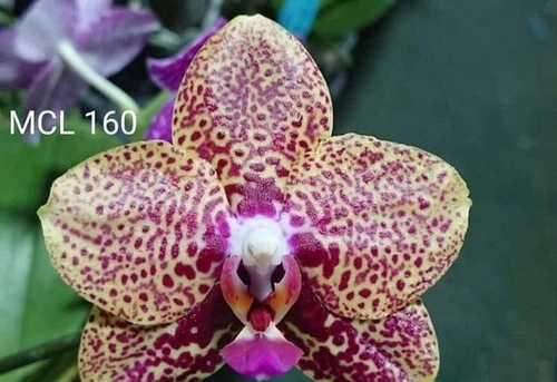 Фаленопсис MCL160 Phal. Mituo Diamond 578-10