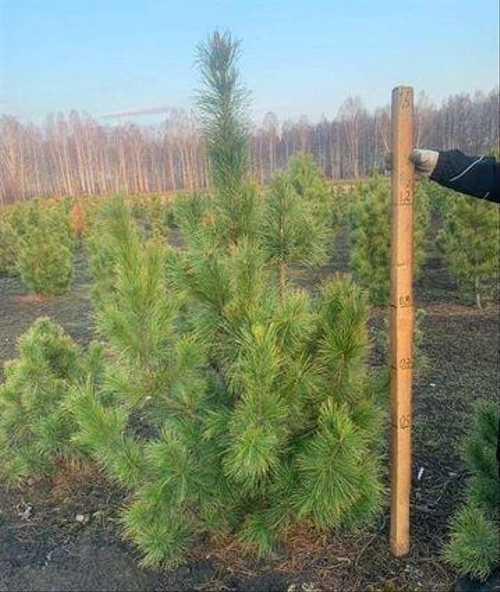 Кедр сибирский(Pinus sibirica)