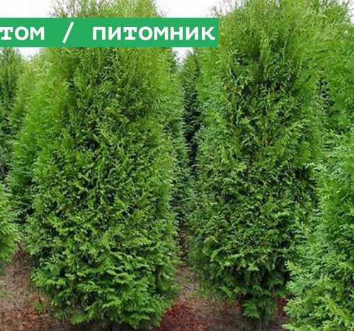 Саженцы Туя западная Брабант формированный